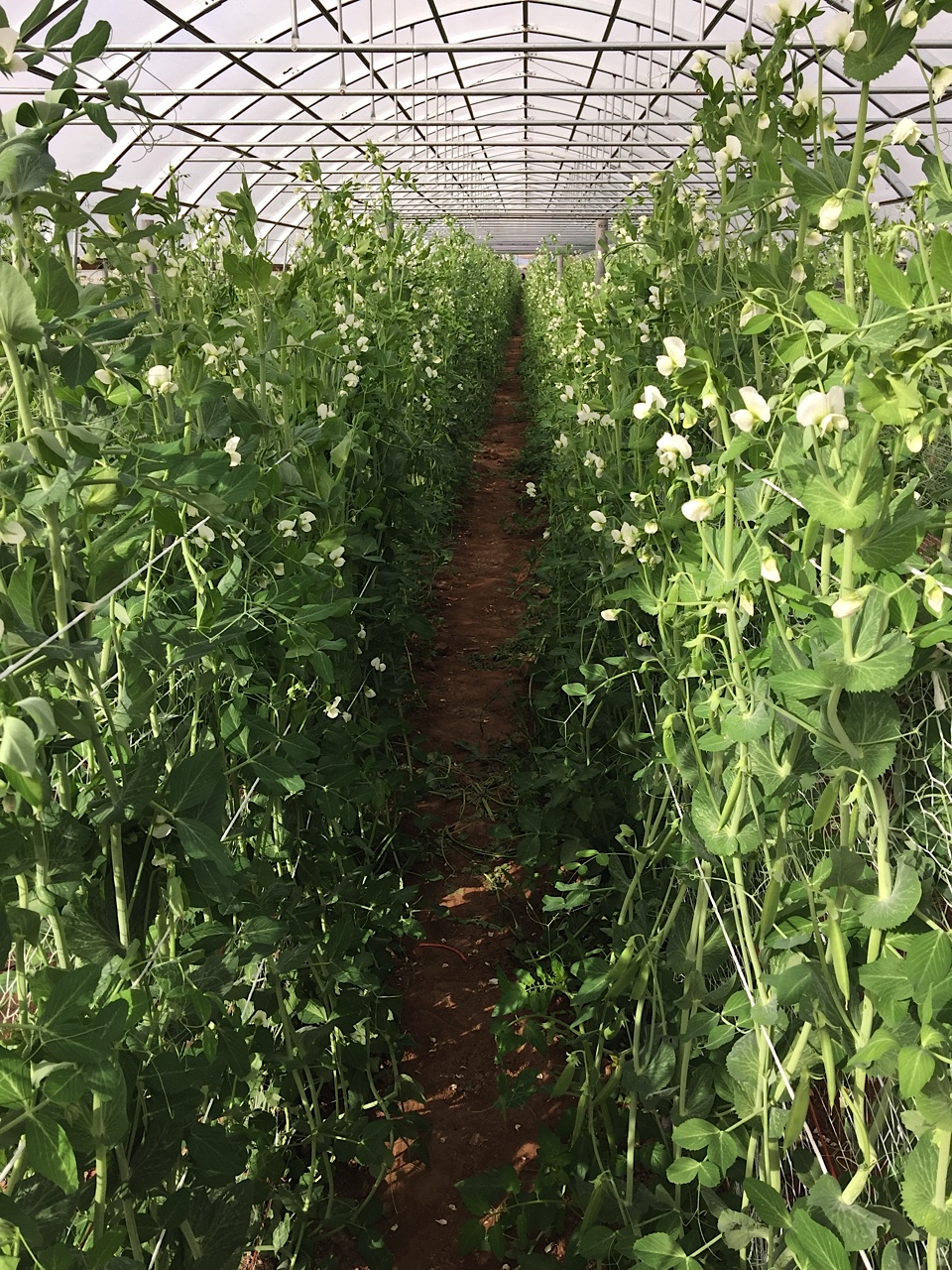 Sugar Snap Peas and Noble Bread… | McClendon's Select