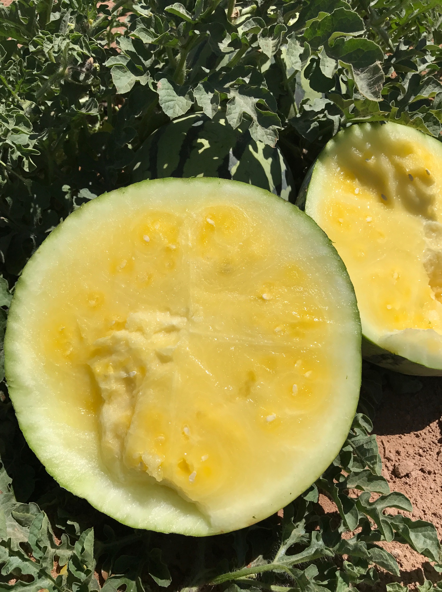 McClendon's Select | ORGANIC PRODUCE… GROWN ONLY WITH NATURE'S HELP ...