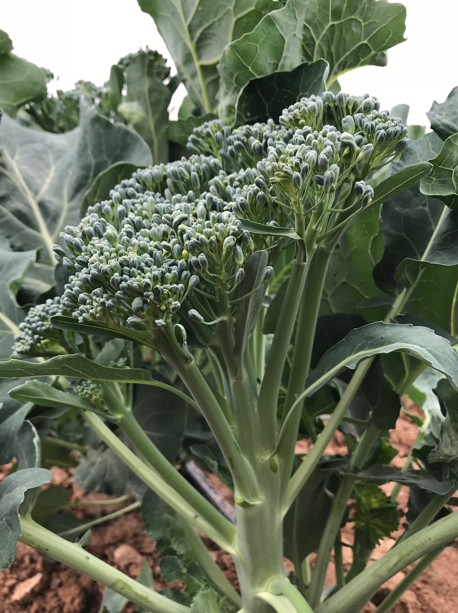 Broccolini… | McClendon's Select