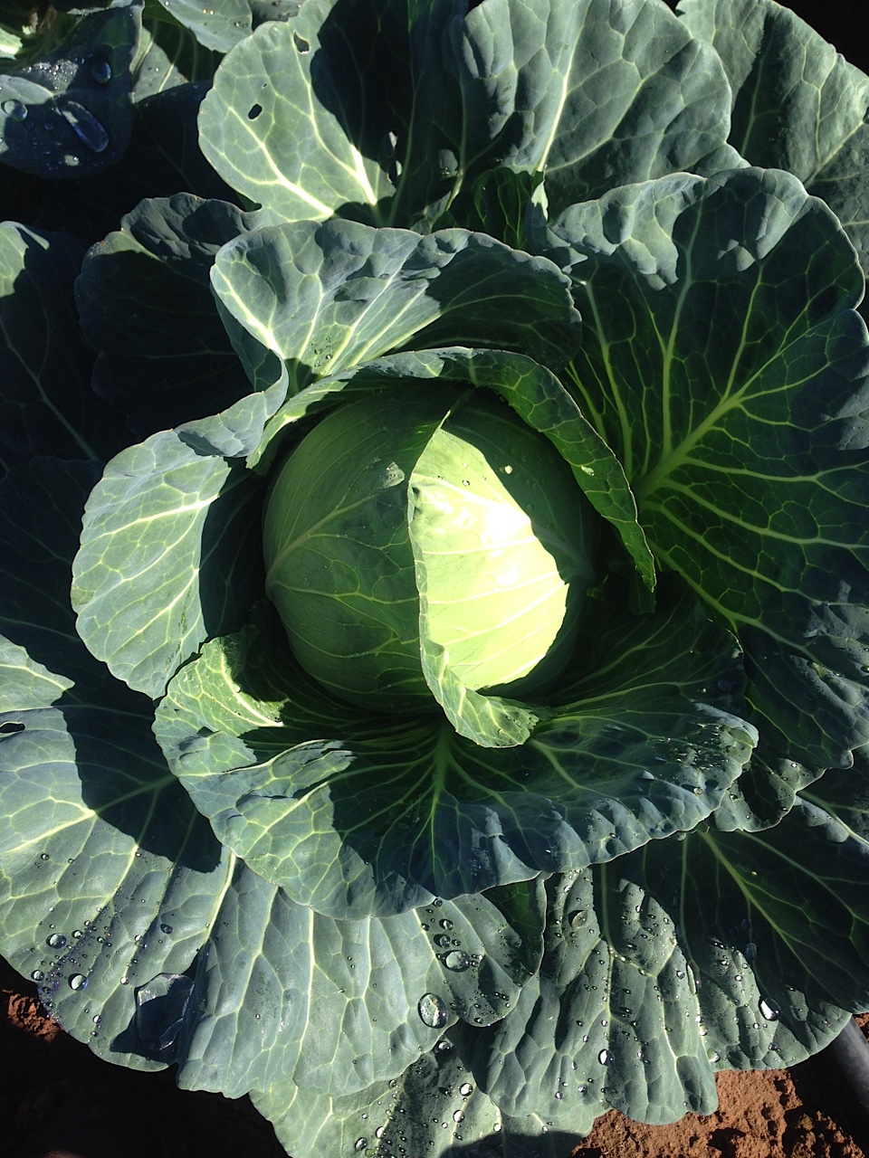 St. Patrick’s Day Cabbage… | McClendon's Select