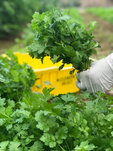 McClendon's Select | ORGANIC PRODUCE… GROWN ONLY WITH NATURE'S HELP ...